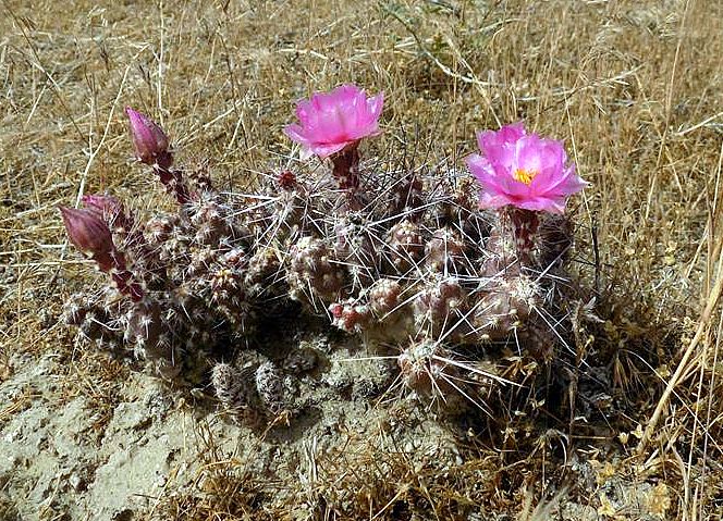 How Cholla Species Are Identified – Cholla Web