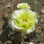 Opuntia debreczyi, garden, western prickly pear cactus