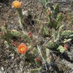 Opuntia debreczyi, garden, western prickly pear cactus