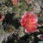 Opuntia debreczyi, garden, western prickly pear cactus