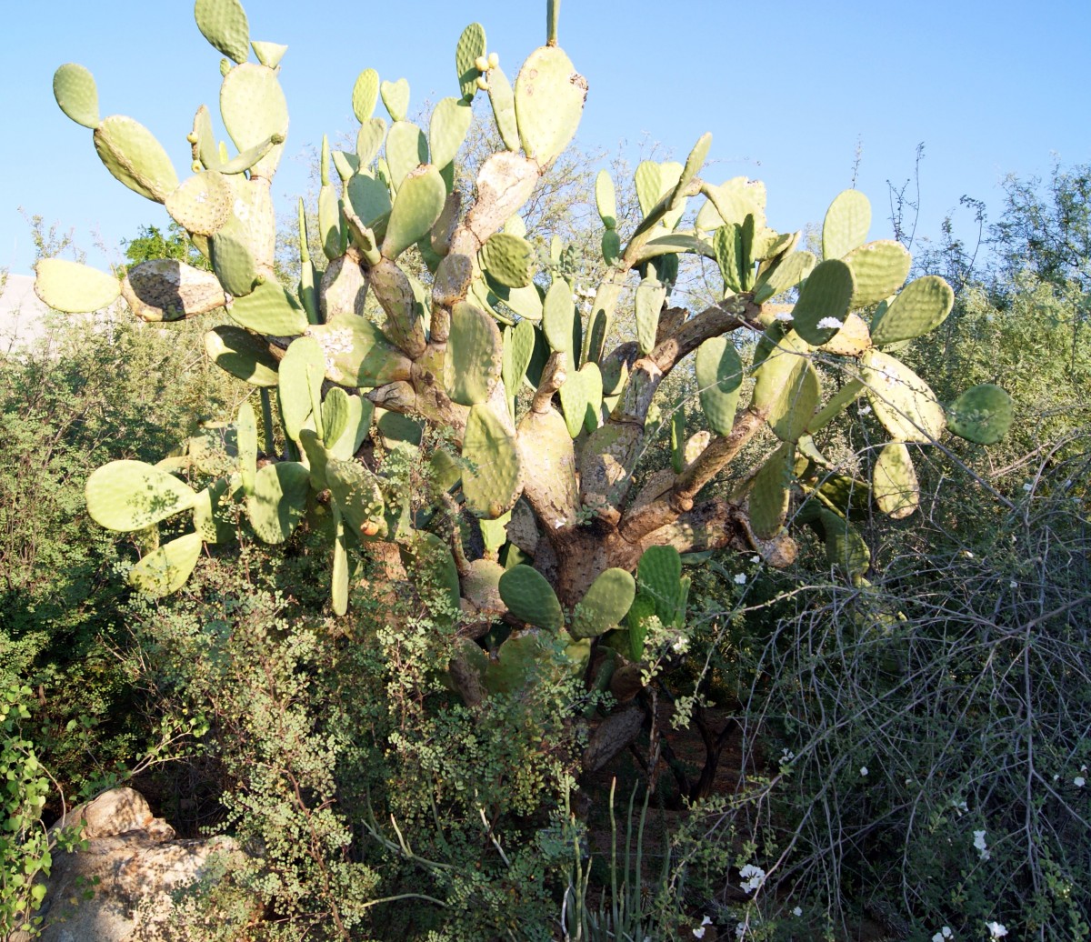 Opuntia ficus-indica, tree prickly pear cactus, fruit