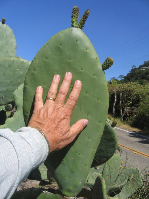 Opuntia ficus-indica, tree prickly pear cactus, fruit
