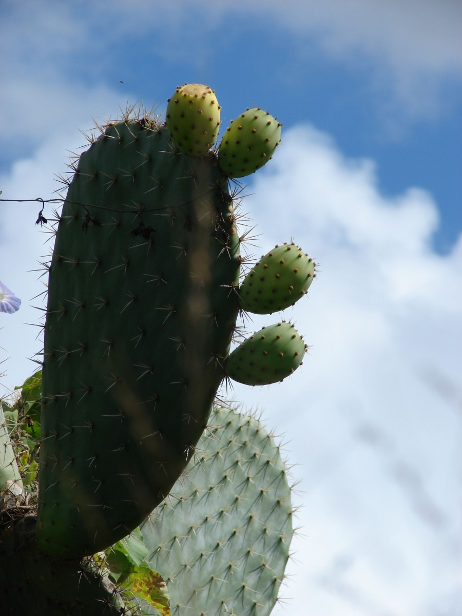 Opuntia ficus-indica, tree prickly pear cactus, fruit
