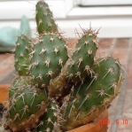 Opuntia fragilis, small prickly pear cactus, cold-hardy