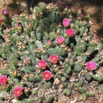 Opuntia fragilis, small prickly pear cactus, cold-hardy