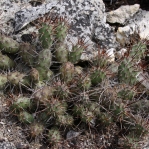Opuntia fragilis, small prickly pear cactus, cold-hardy