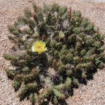 Opuntia fragilis, small prickly pear cactus, cold-hardy