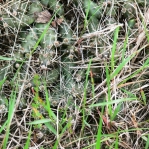 Opuntia fragilis, small prickly pear cactus, cold-hardy