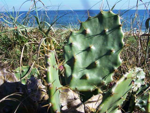 opuntia-dillenii-1 | Opuntia Web