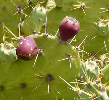 opuntia-dillenii-wiki4 | Opuntia Web