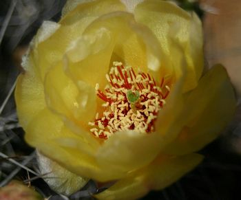 opuntia-fragilis-ch1b | Opuntia Web