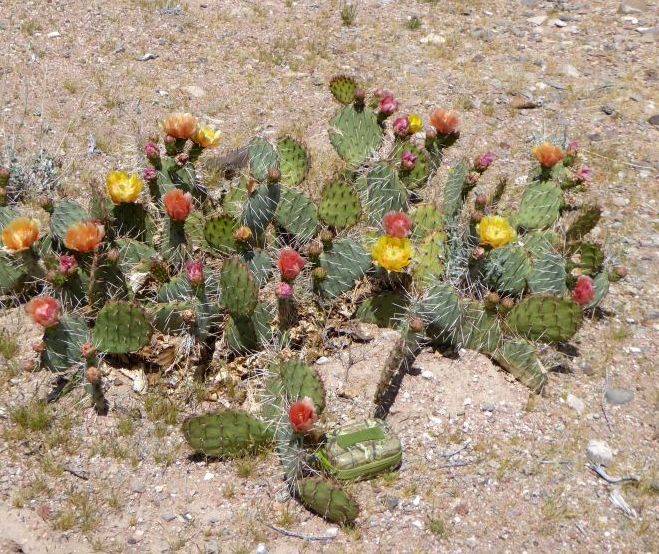 How Opuntia species are identified, what do we consider?