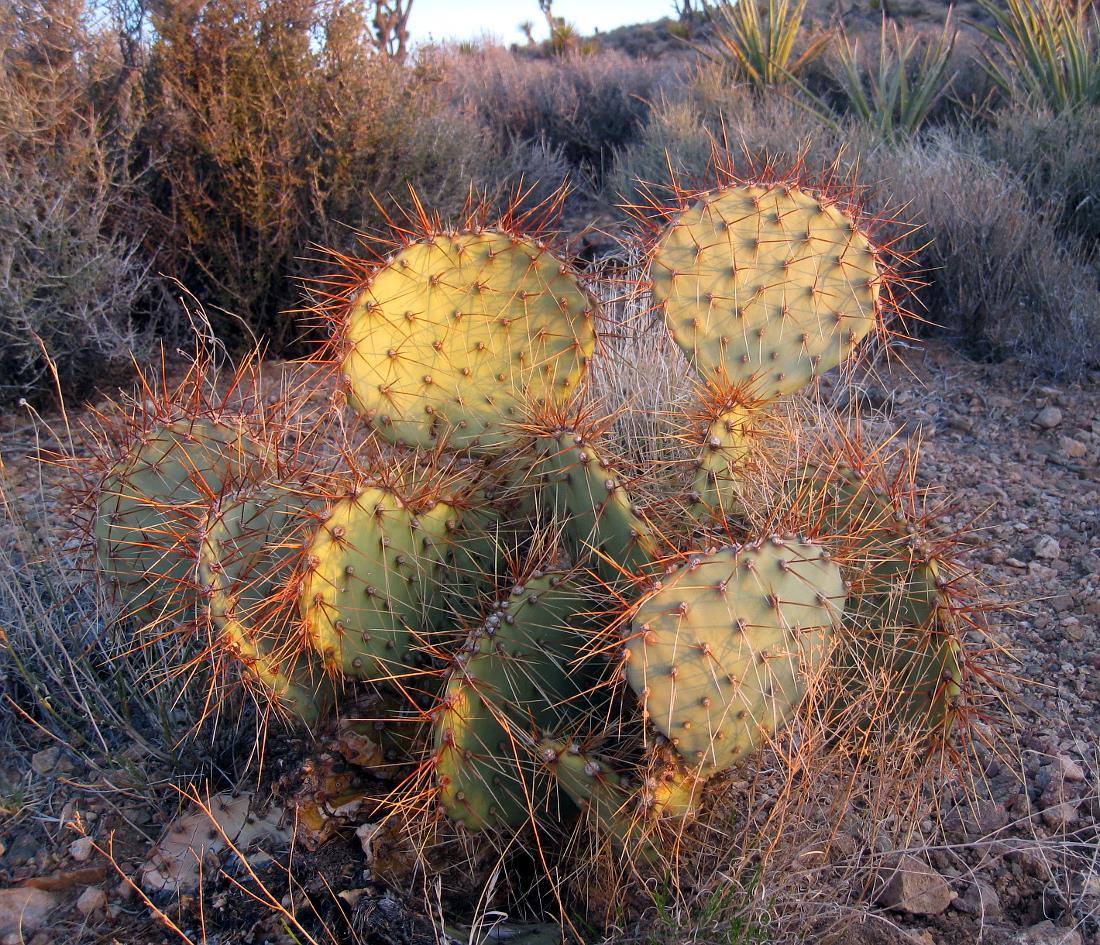Pancake Prickly Pear Cactus