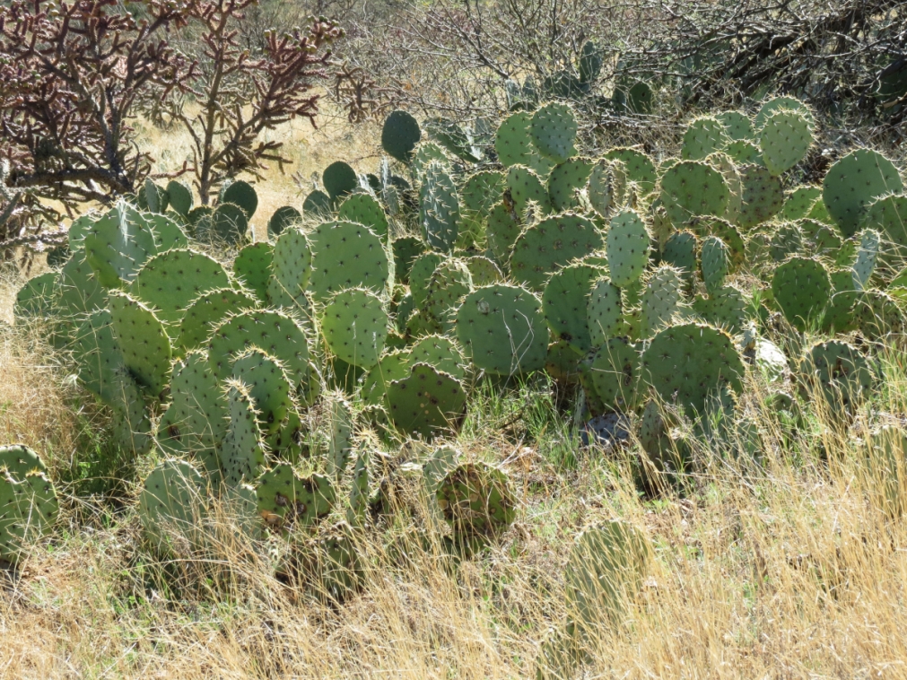 All about Opuntia biology, ecology, and physiology