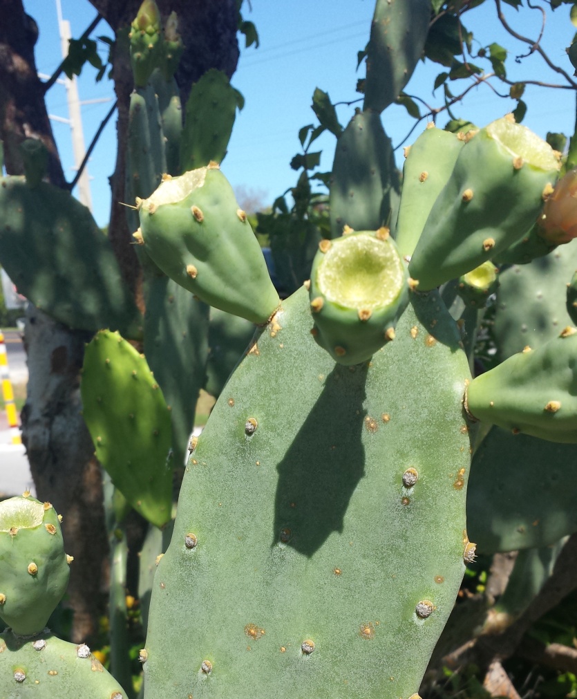 Opuntia keyensis, Florida beach prickly pear cactus