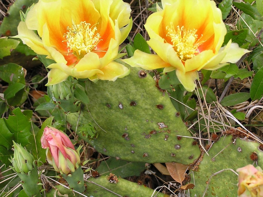 Opuntia macrorhiza, western prickly pear cactus, garden